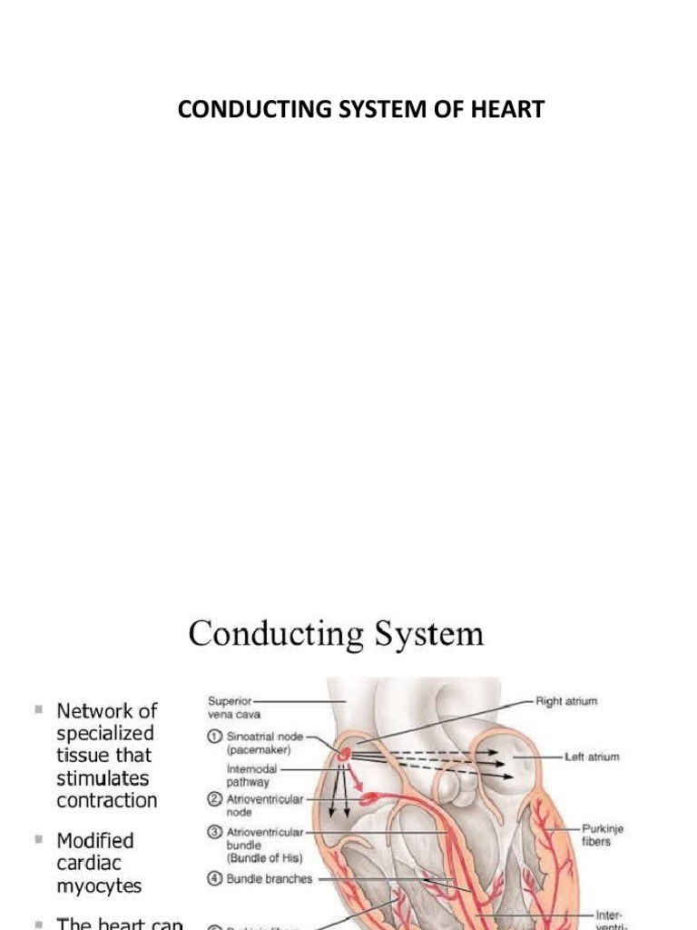 Conducting System of The Heart | PDF | Cardiac Muscle | Atrium (Heart)