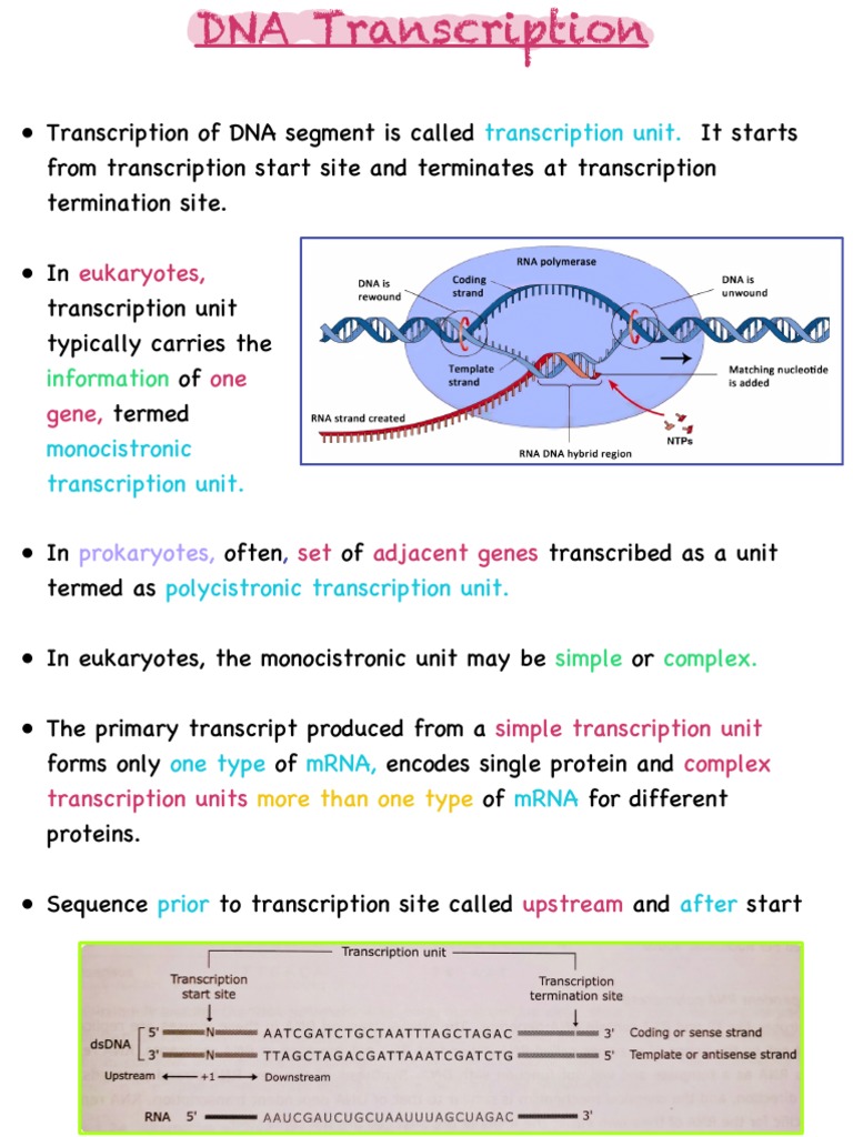 DNA Transcription | PDF | Promoter (Genetics) | Rna