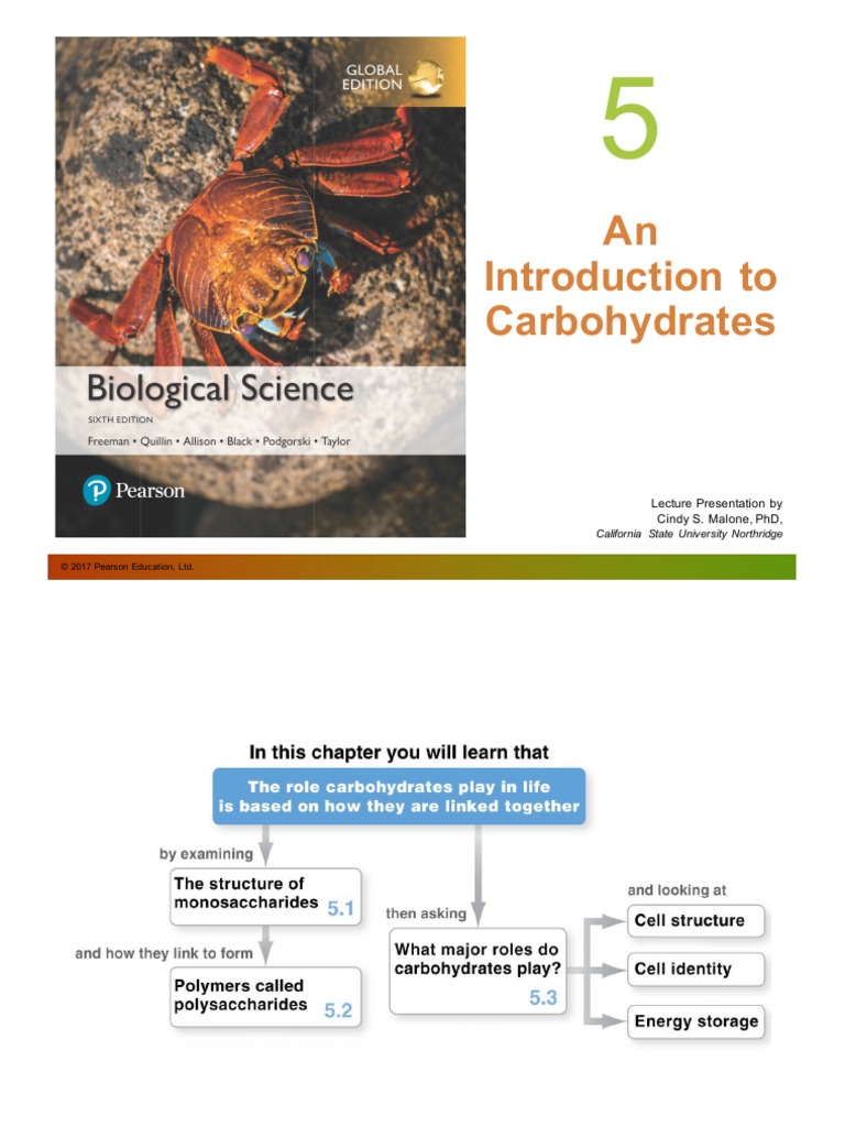 Chapter 5 Eda Suer Akman 31 Oct 2022 | PDF | Polysaccharide | Carbohydrates