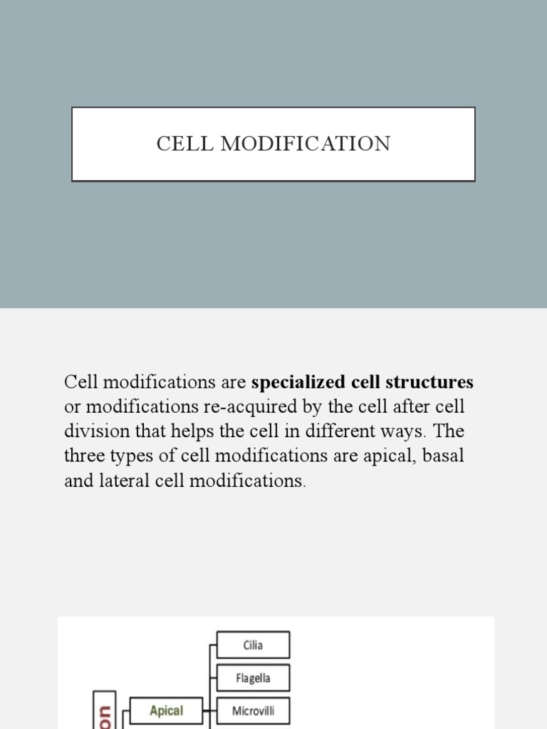 An In-Depth Look at Cell Modifications: Their Structures, Functions ...