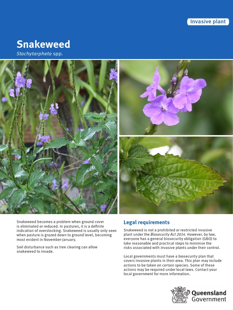Snake Weed | PDF | Weed | Invasive Species