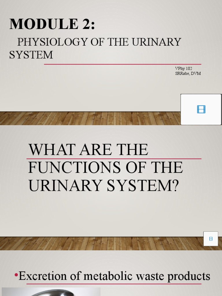 Final VPhy102 Functional Anatomy of The Urinary System | PDF