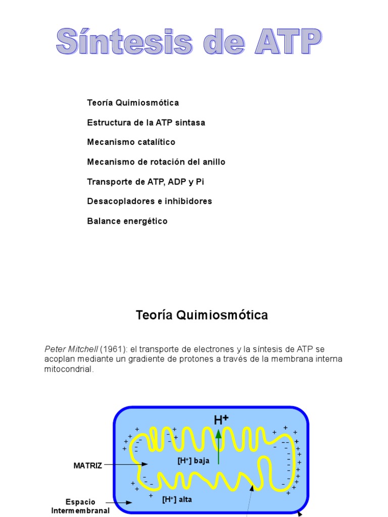 Diagrama De Sintese Atp