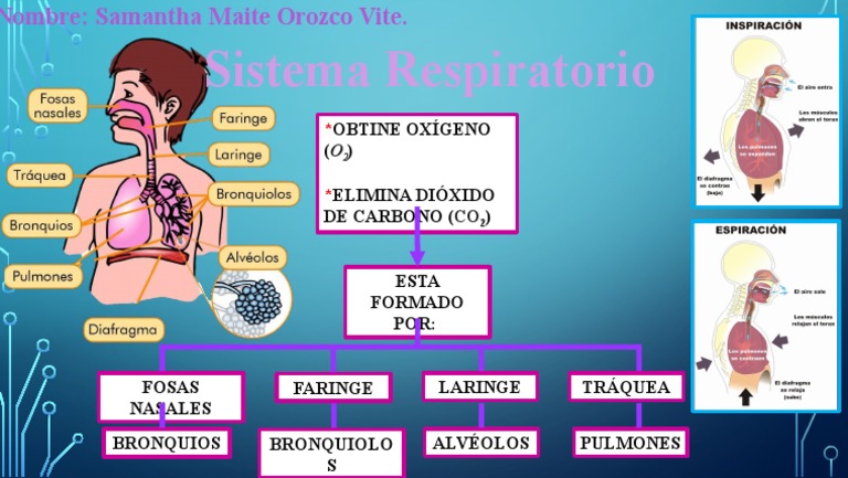 Sistema Respiratorio | PDF