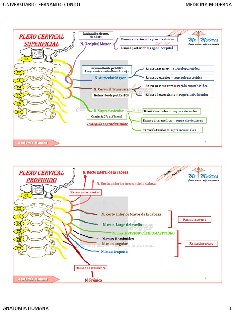 Plexo Cervical | PDF | Sistema musculoesquelético | Cabeza y cuello humanos