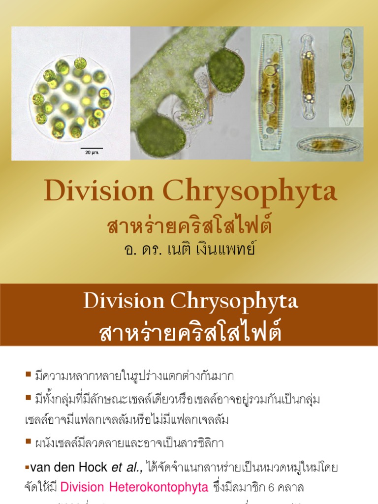 Division Chrysophyta | PDF