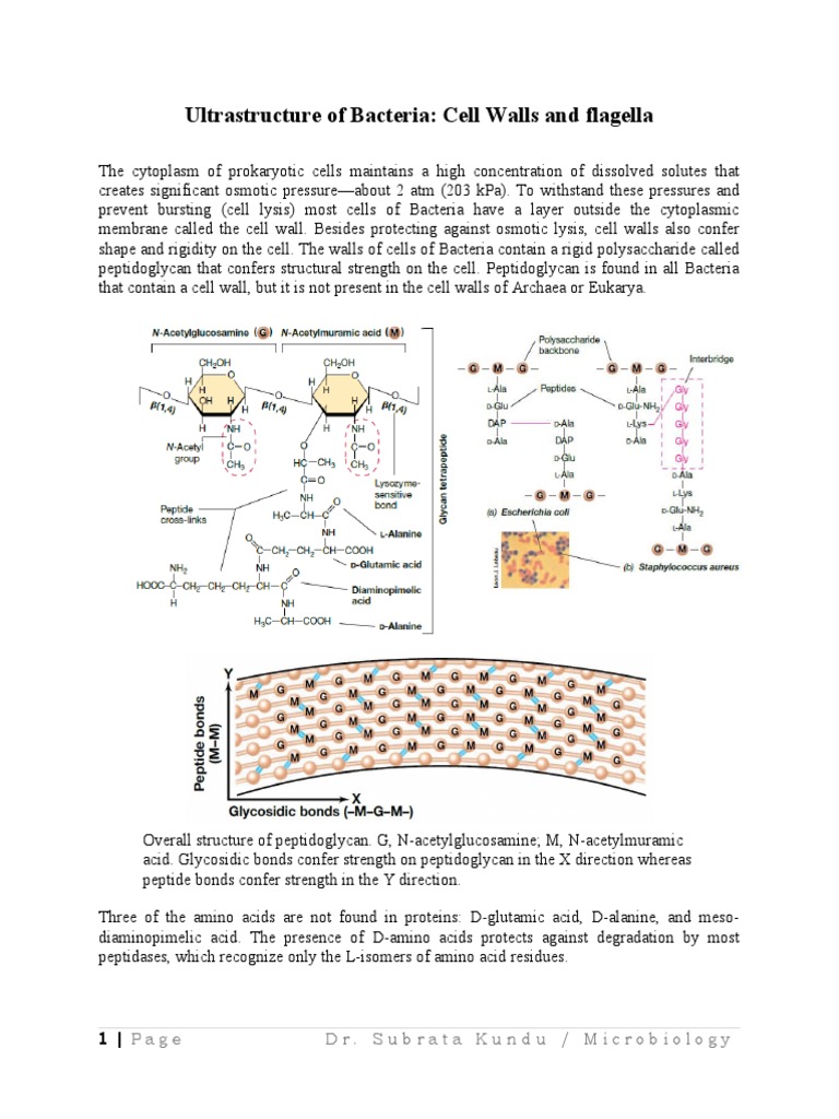 Ultrastructure of Bacteria & Endospore | PDF | Bacteria | Cell Wall