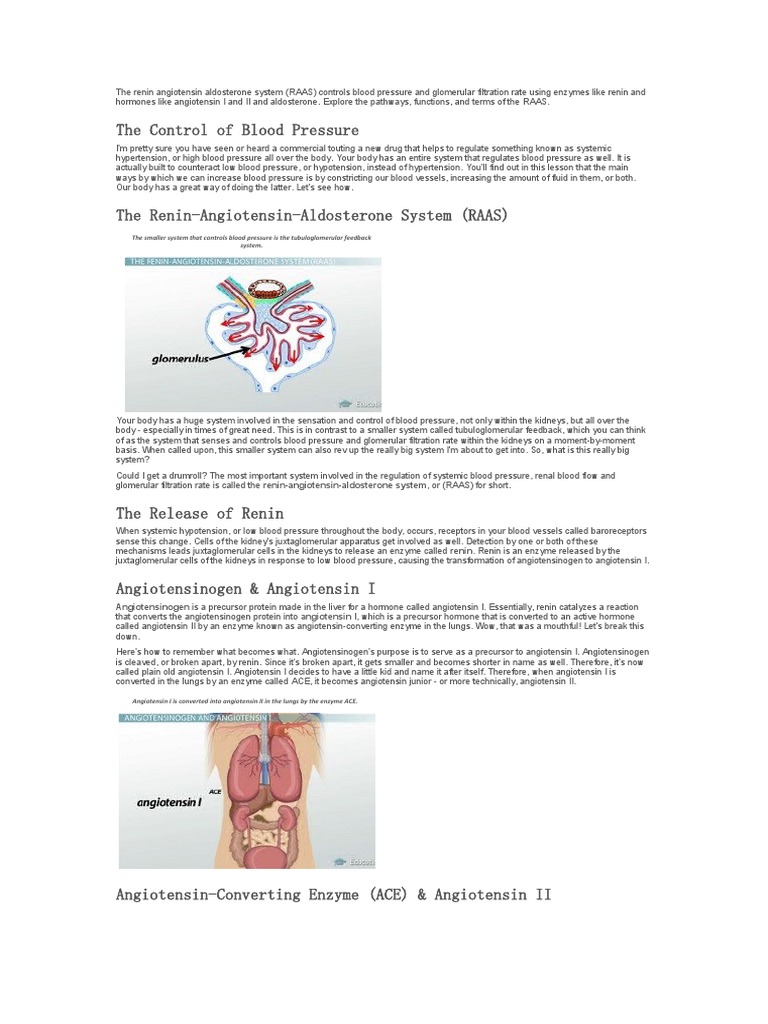 Understanding the RAAS Mechanism | PDF | Angiotensin | Kidney