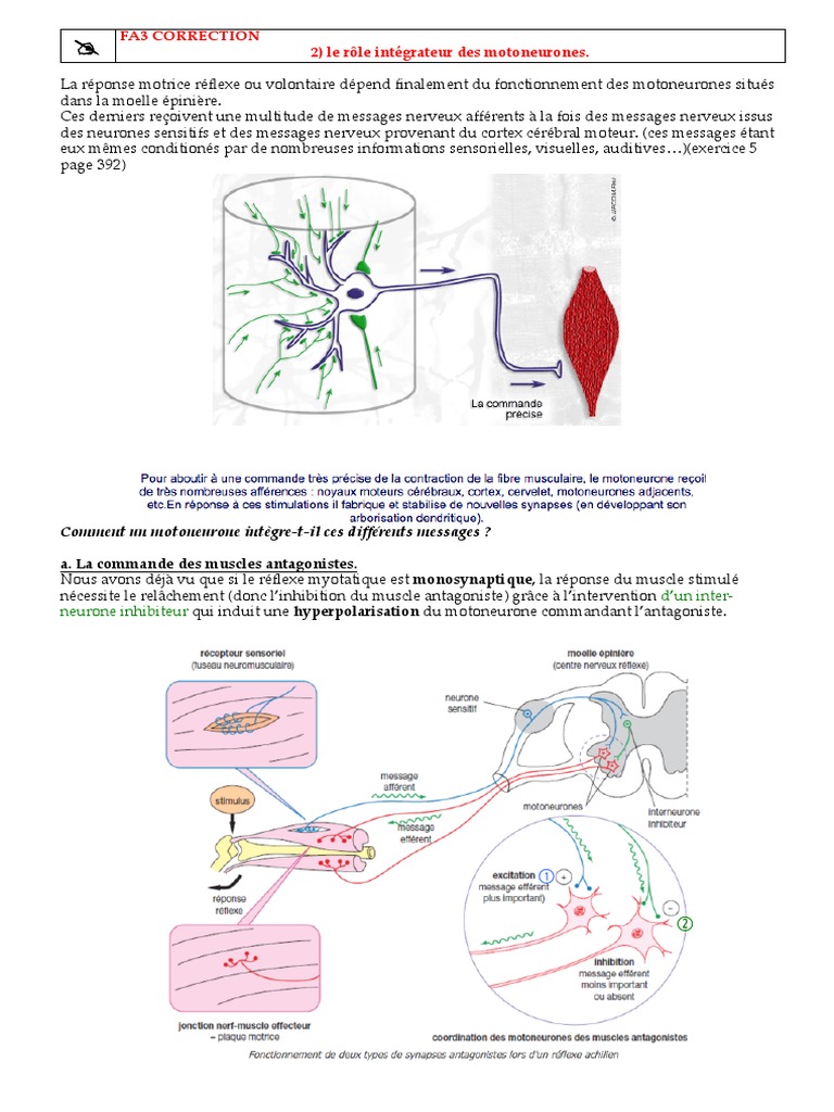 Rôle des motoneurones dans l'intégration nerveuse | PDF | Synapse ...