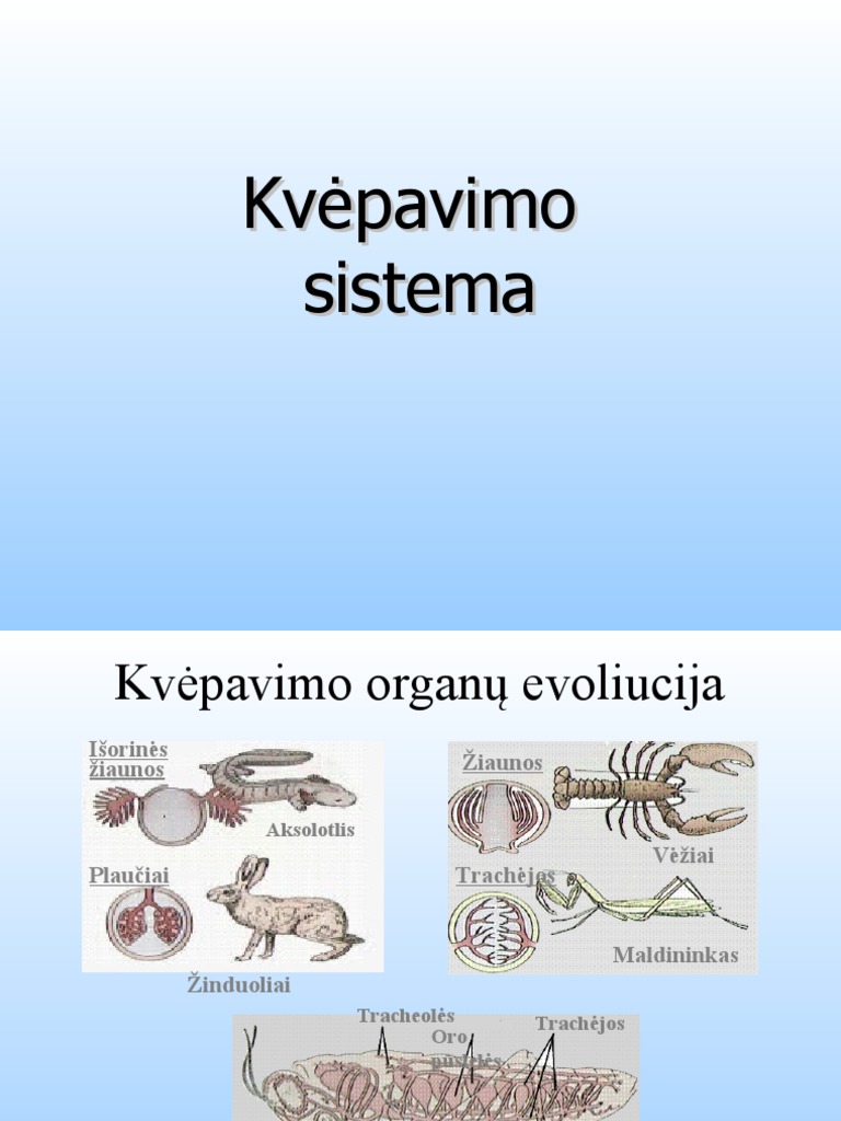 Kvepavimo Sistema Skaidres | PDF