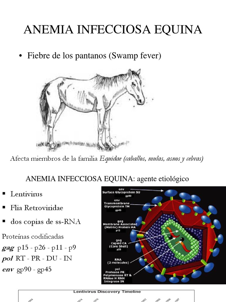 Anemia Infecciosa Equina 2 | PDF