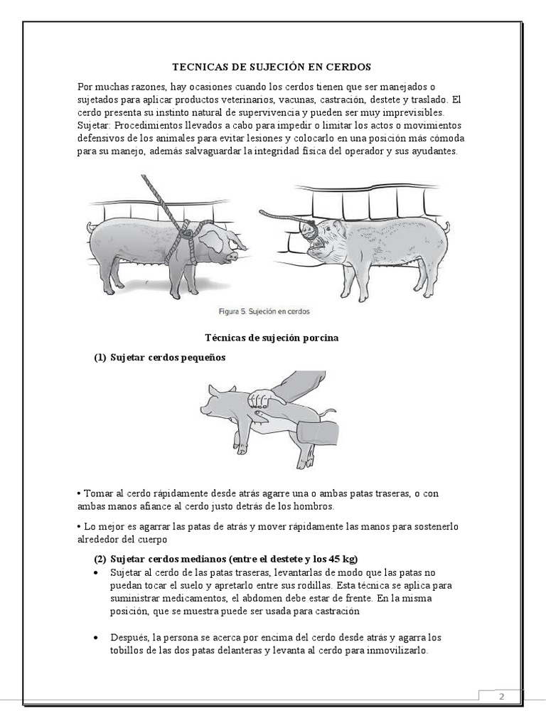 Técnicas de Sujeción en Cerdos | PDF | Cerdo