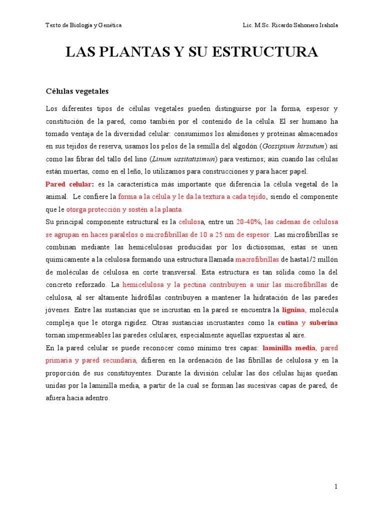 Las Plantas y Su Estructura I | PDF | Tallo de la planta | Estoma