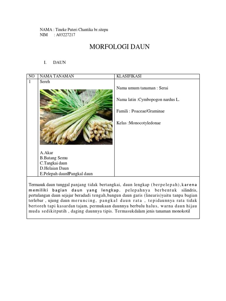 Morf Daun - Tineke Puteri Chantika BR - Sitepu - A03227217 | PDF