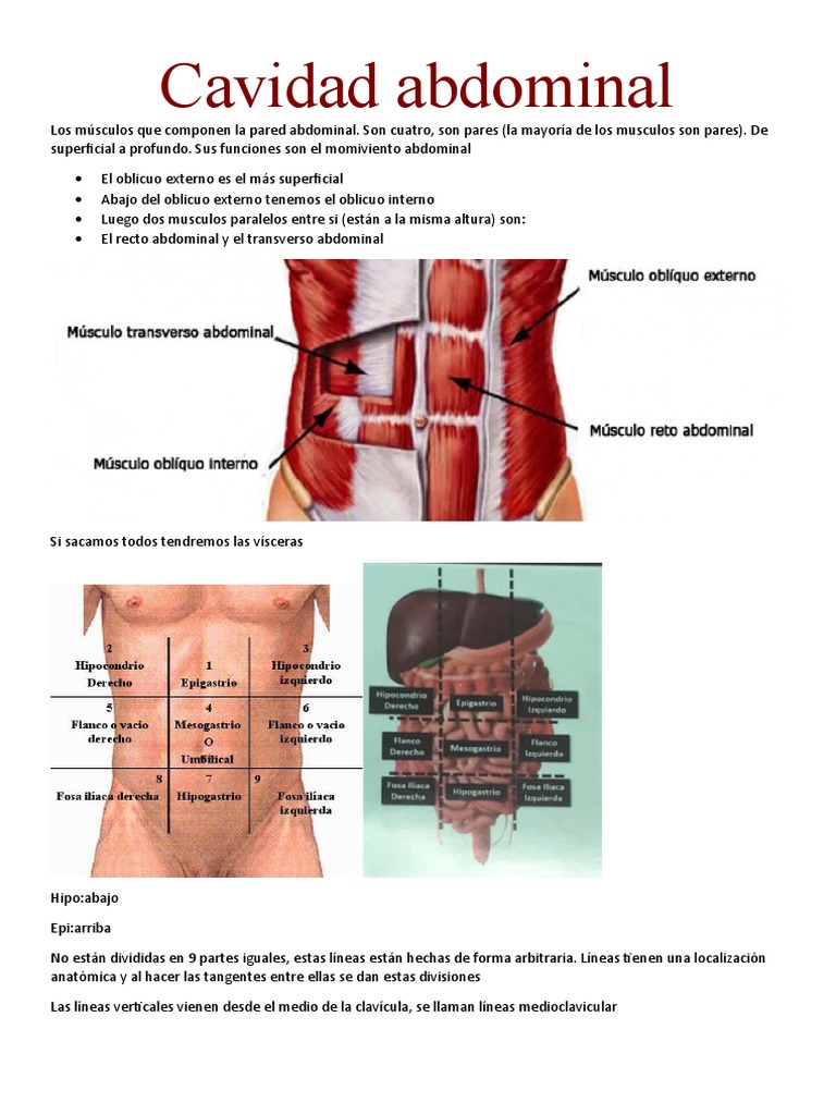 Cavidad Abdominal | PDF | Abdomen | Sistema digestivo humano