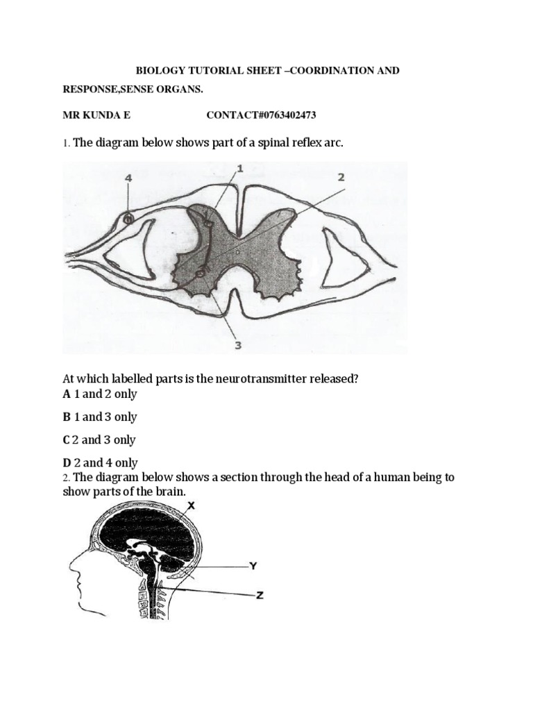 Biology Tutorial Sheet g12 PDF | PDF | Hormone | Endocrine System