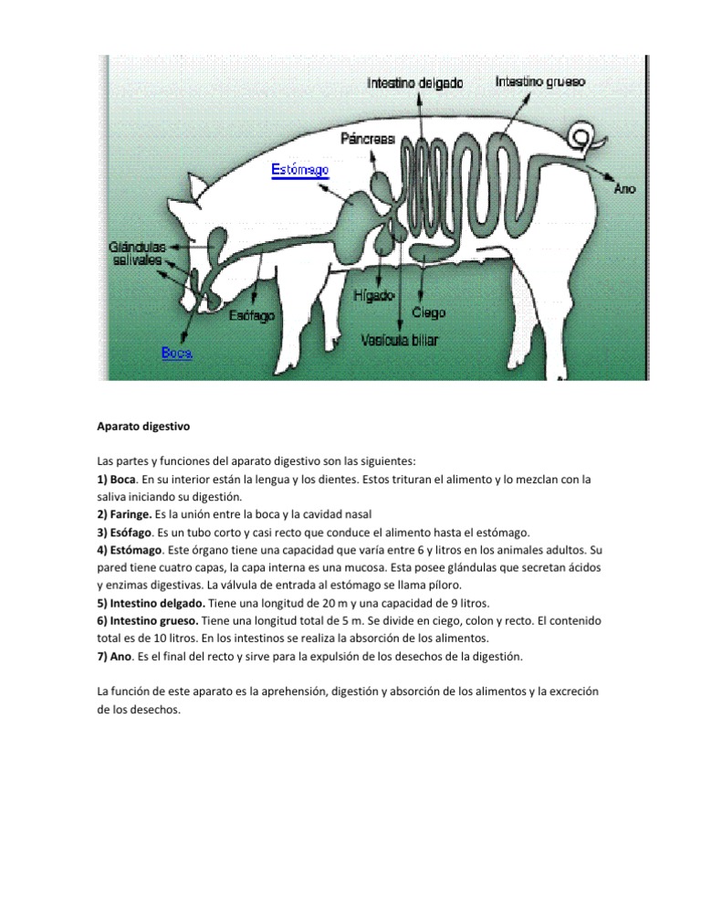 Sistema Digestivo Del Cerdo | PDF
