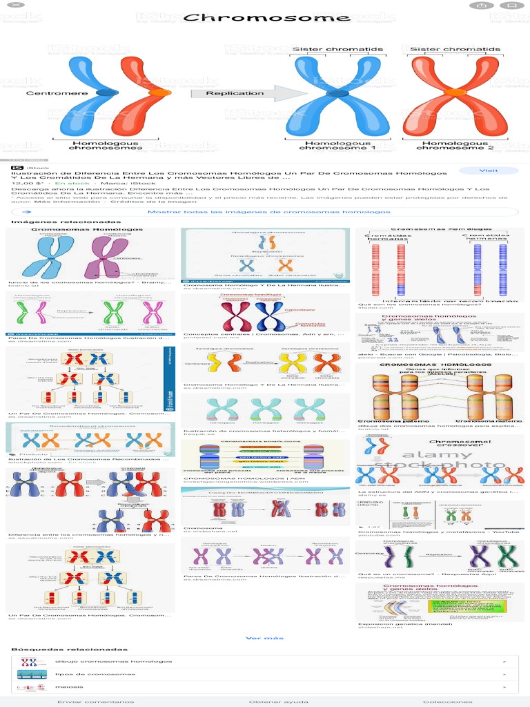 Cromosomas Homologos - Buscar Con Google | PDF | Cromosoma | Mitosis