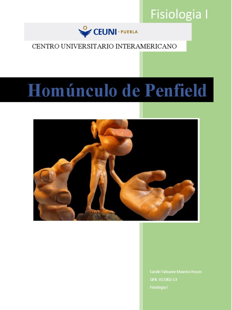 Homunculo | PDF | Cerebro | Neurociencia