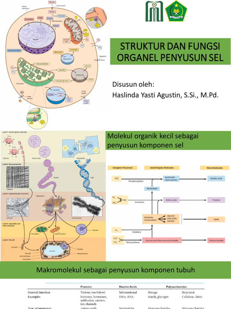 Struktur dan Fungsi Organel Sel | PDF