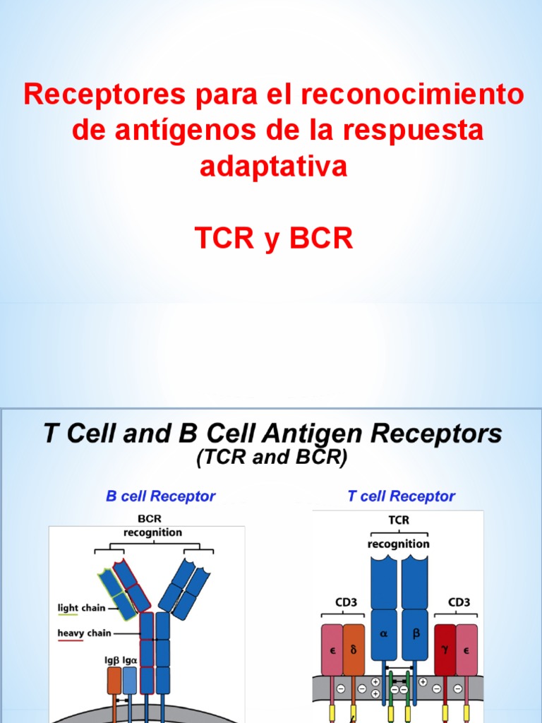 Receptores TCR & BCR | PDF