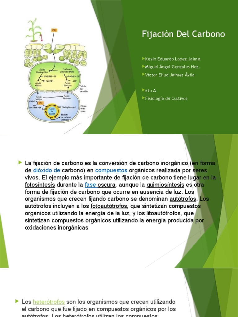 Fijación de Carbono en Plantas | PDF | Química | Metabolismo