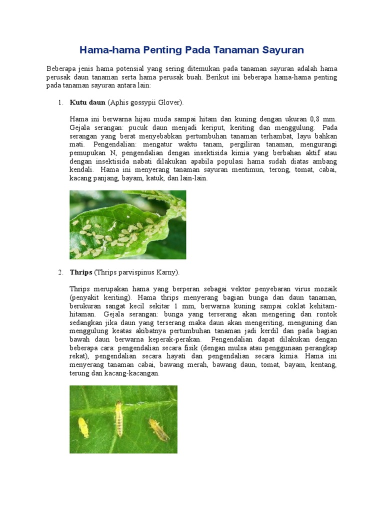 Kutu Daun Aphis Gossypii pada Sayuran | PDF | Sains & Matematika ...
