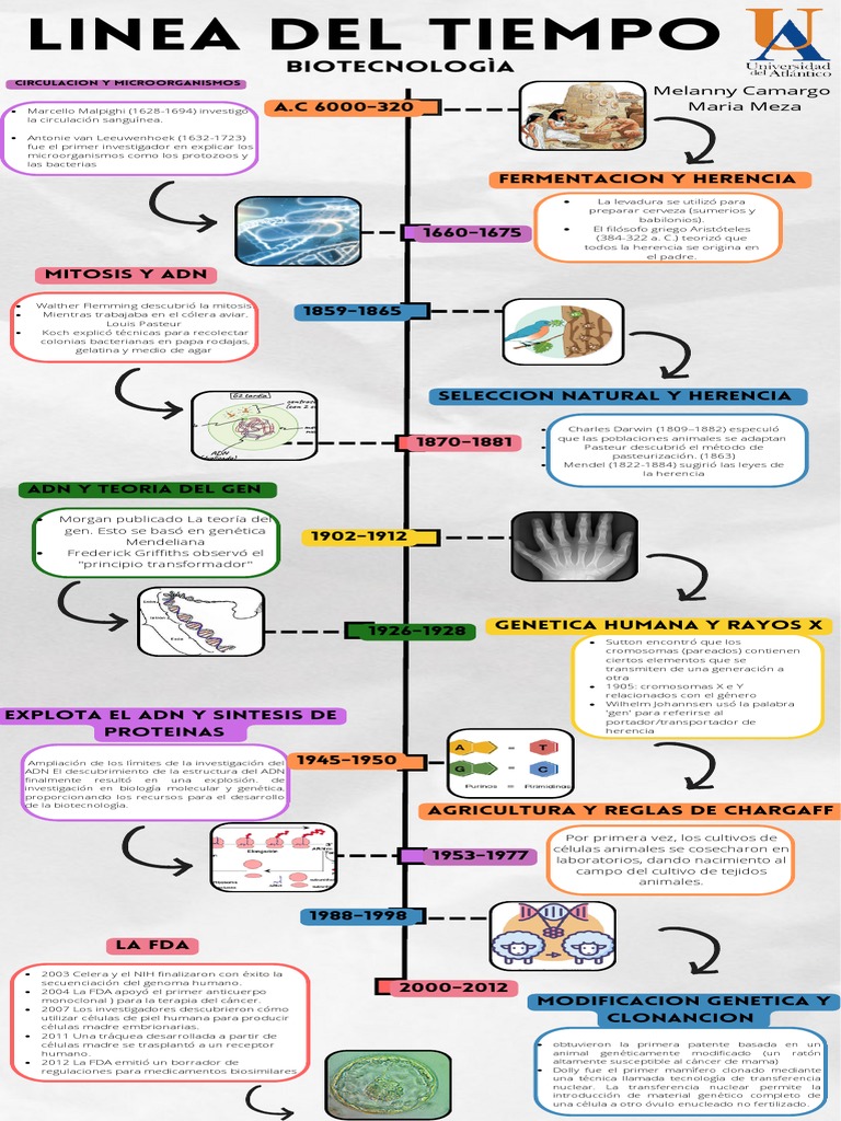 Infografia Línea Del Tiempo Historia Timeline Doodle Multicolor | PDF | Genética | Adn