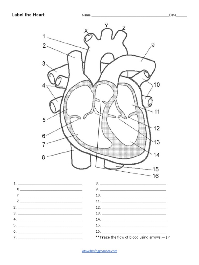 Label The Heart (Blanks) | PDF