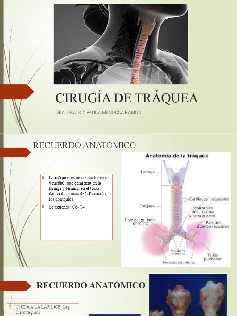 Cirugia de Traquea | PDF | Respiración | Medicina CLINICA