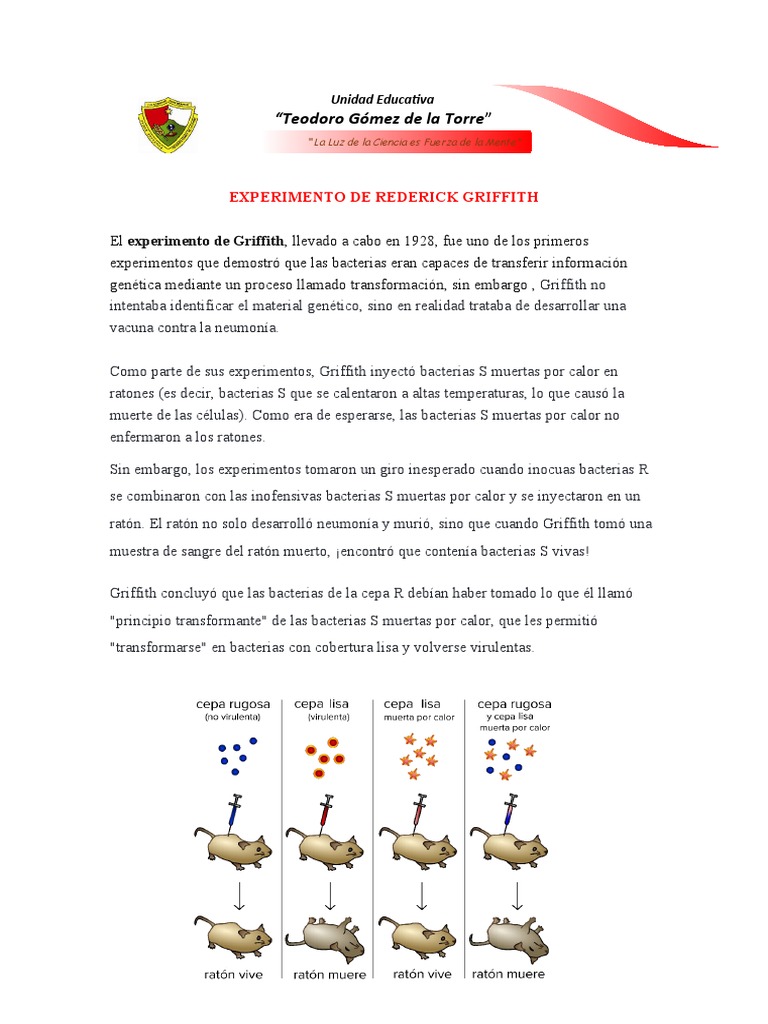 EXPERIMENTO de Frederick Griffith | PDF