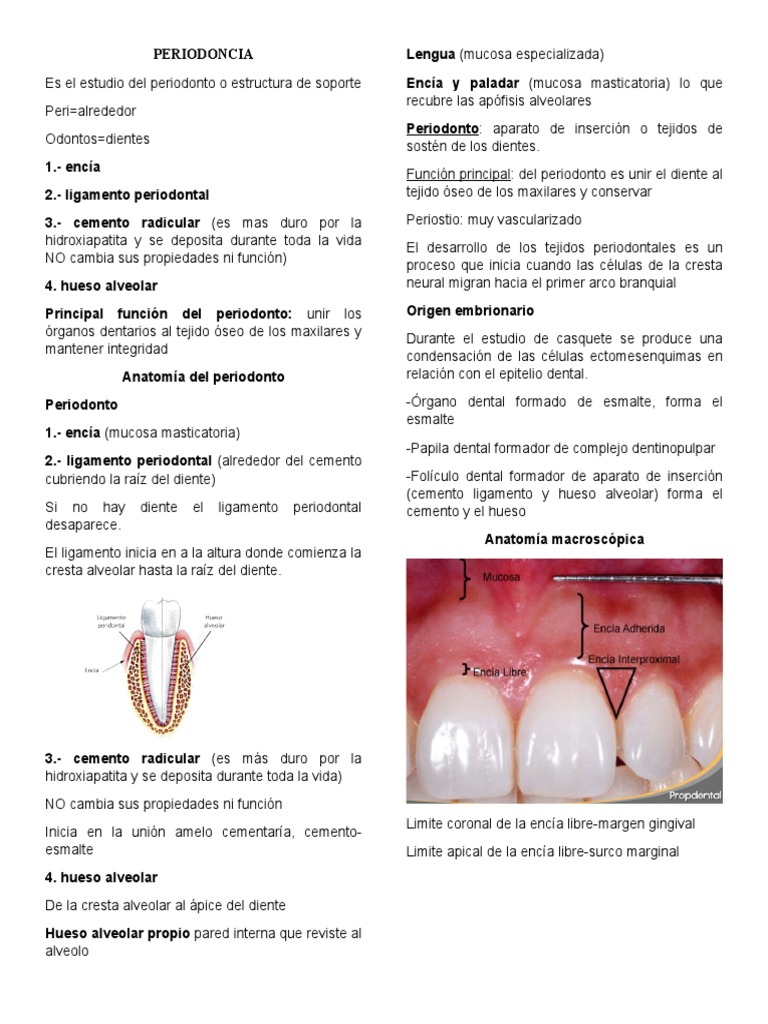 Apuntes Periodoncia | PDF | Epitelio | Boca