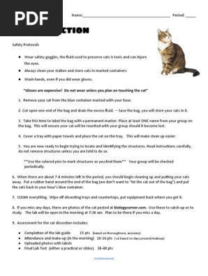 Cecum Cat Dissection