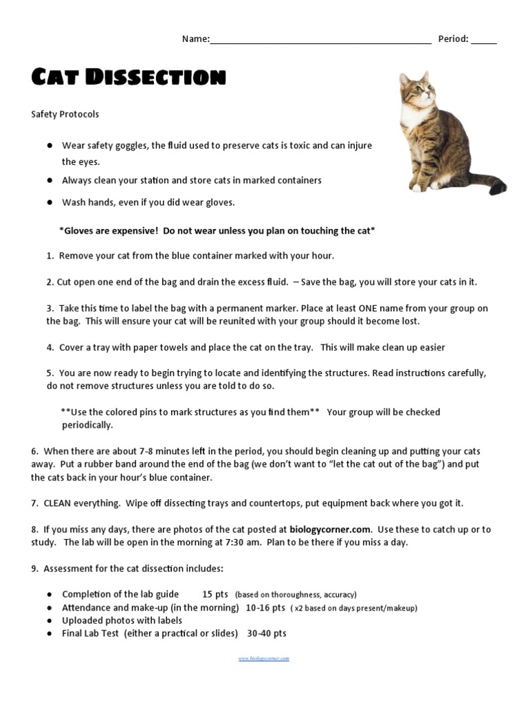 Inferior Mesenteric Vein Cat
