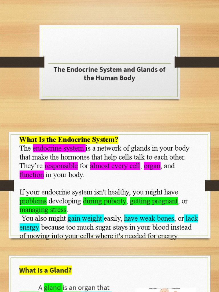The Endocrine System and Glands of The Human | PDF | Endocrine System ...