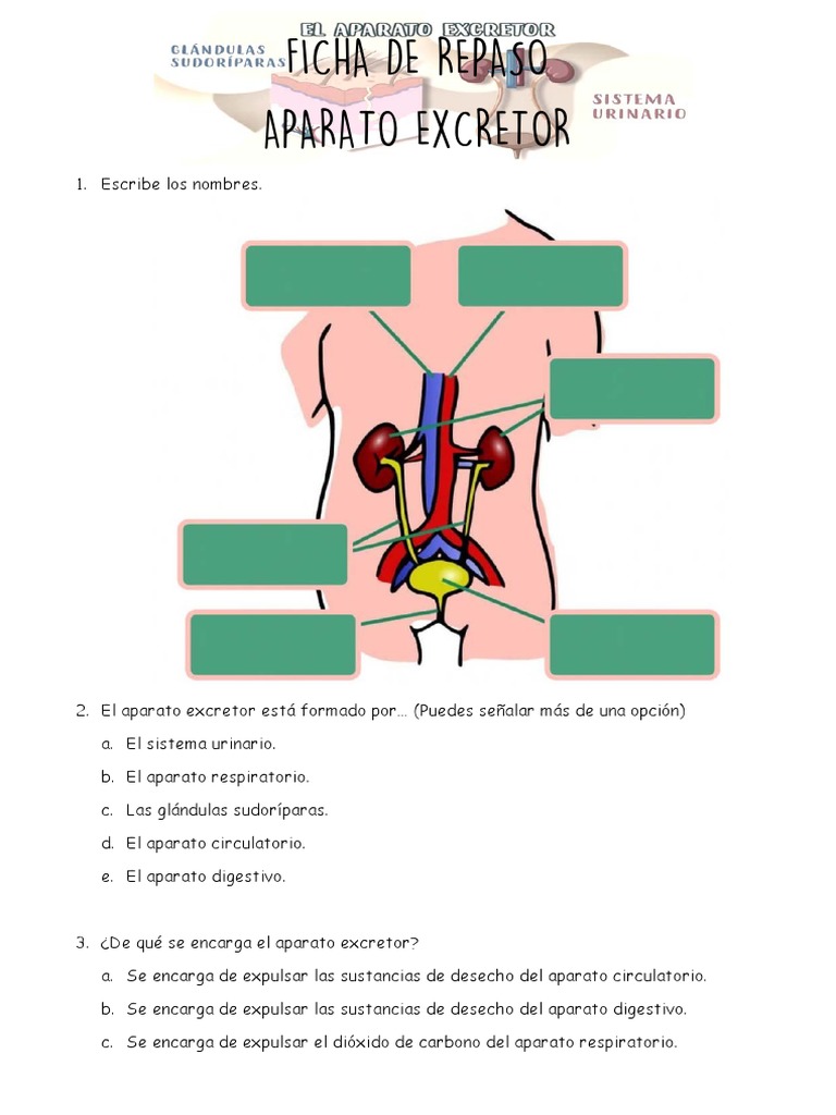 Ficha de Repaso Aparato Excretor | PDF