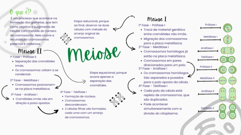 Pink Pastel Textured Compay Mind Map Brainstorm | PDF | Meiose ...
