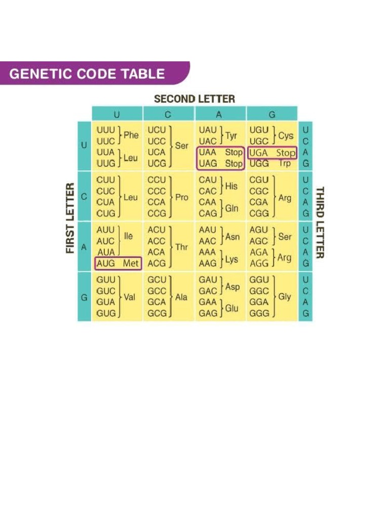 Genetic Code Chart | PDF