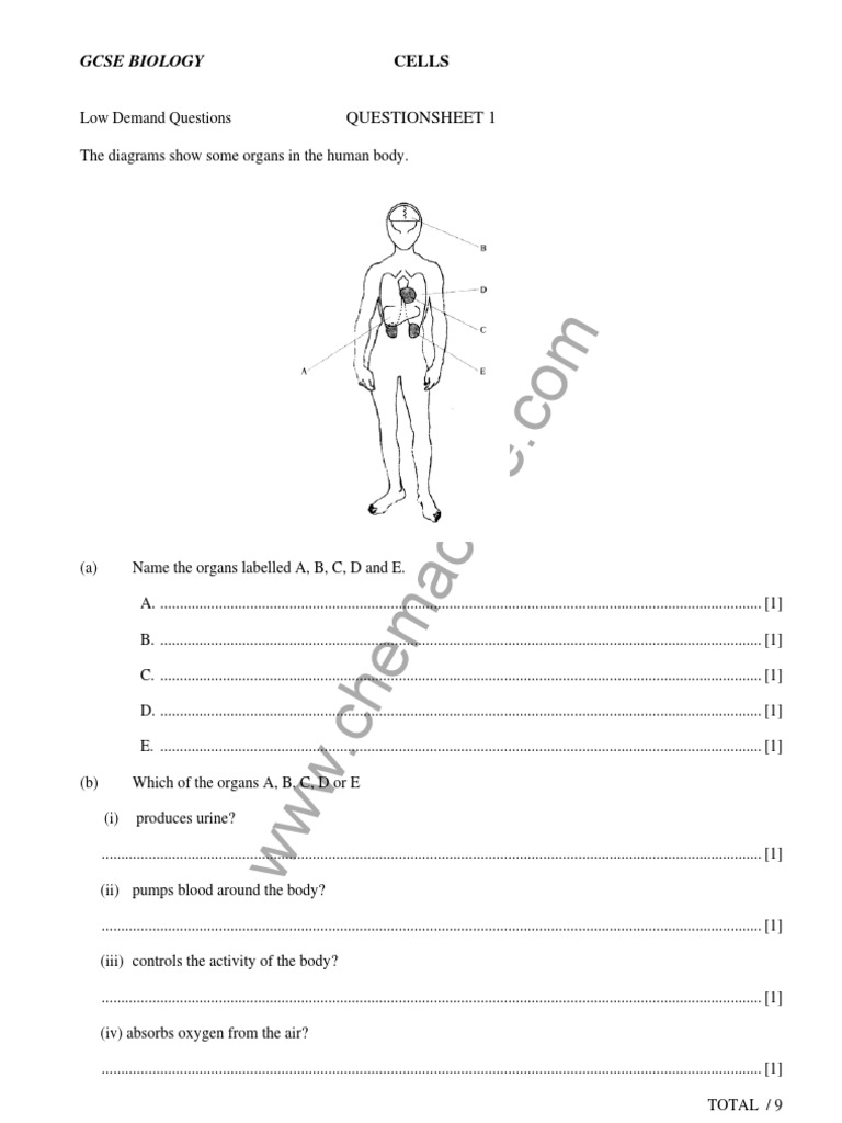 Cells Questions | PDF | Cell (Biology) | Blood