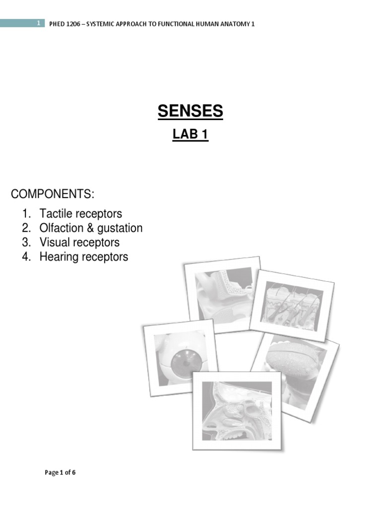 Week 1 Lab - Senses | PDF | Auditory System | Senses Week 1 Lab - Senses | PDF | Auditory System | Senses