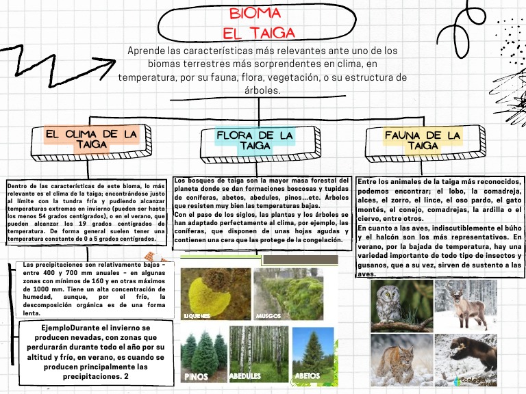 Características clave del bioma de la taiga: su clima, flora y fauna ...