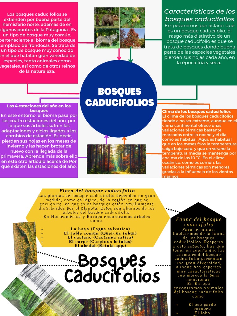 Bosques Caducifolios. | PDF | Clima | Arboles