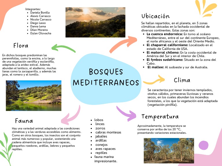 Bosques mediterráneos: Un ecosistema único definido por su clima, flora y fauna característicos ...