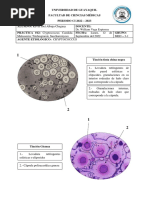 Azul de Tripan | PDF | Tinción | Microscopía