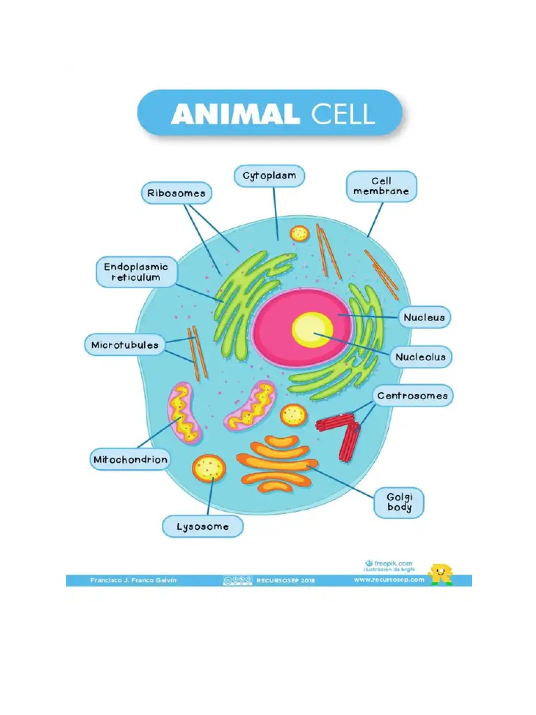 Animal Cell | PDF