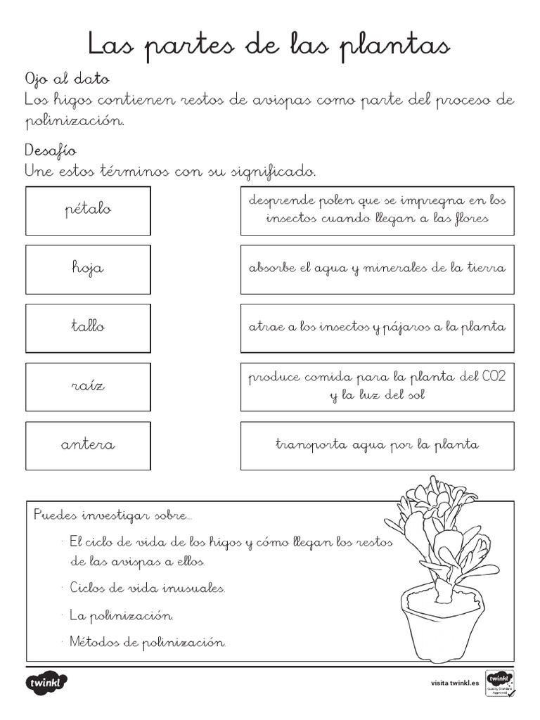 Es SC 178 Ficha de Actividad Las Partes de La Planta - Ver - 1 | PDF