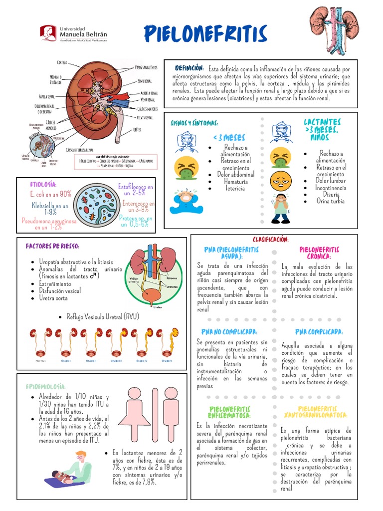 PIELONEFRITIS | PDF | Órgano (anatomía) | Especialidades Quirúrgicas