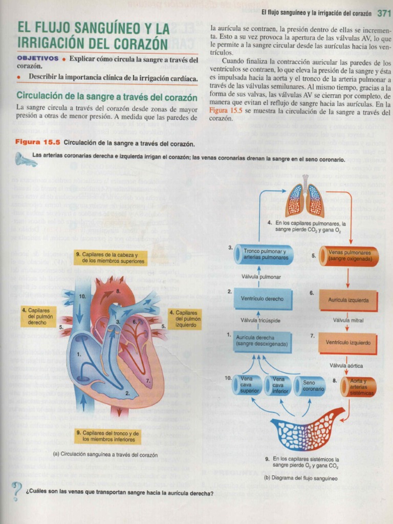 Fisiologia Cardíaca | PDF