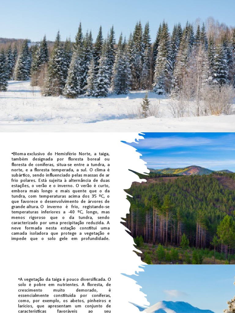 Taiga Power Point | PDF