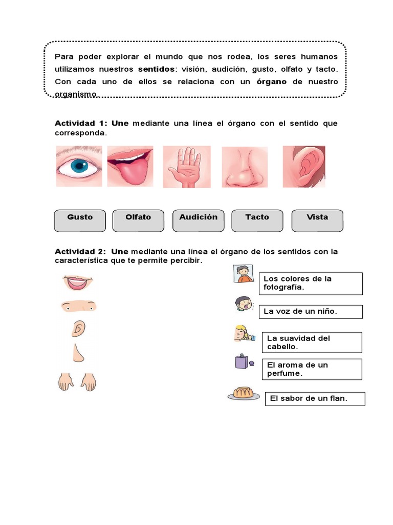 Actividades sobre los 5 sentidos | PDF